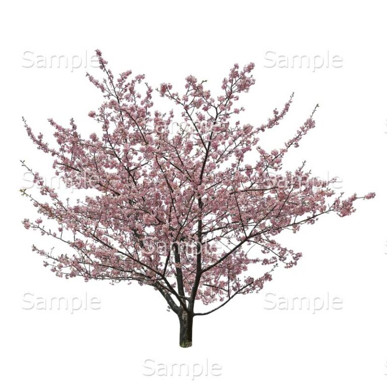 桜素材 – sozaiya.com