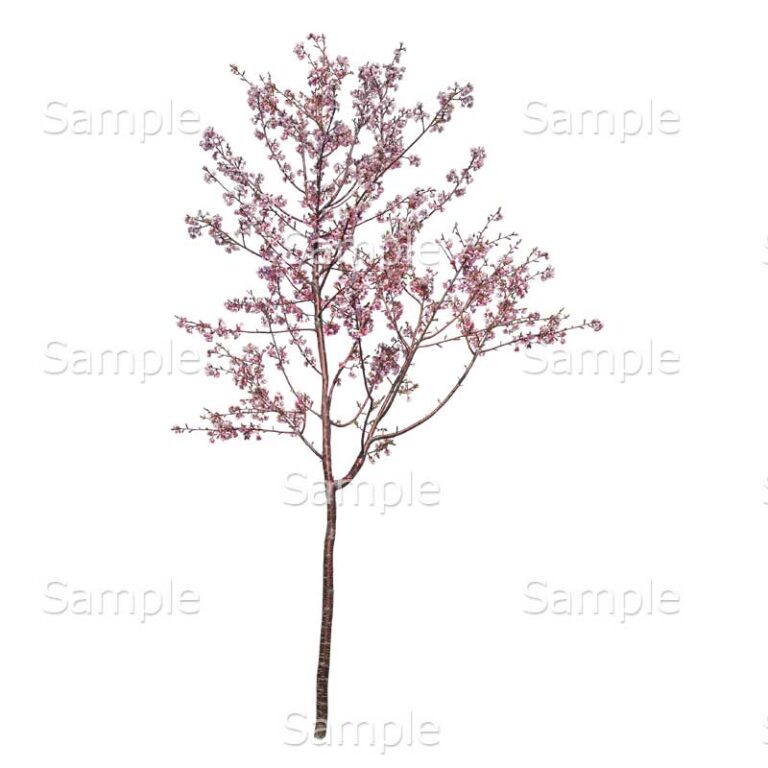 桜素材 – sozaiya.com