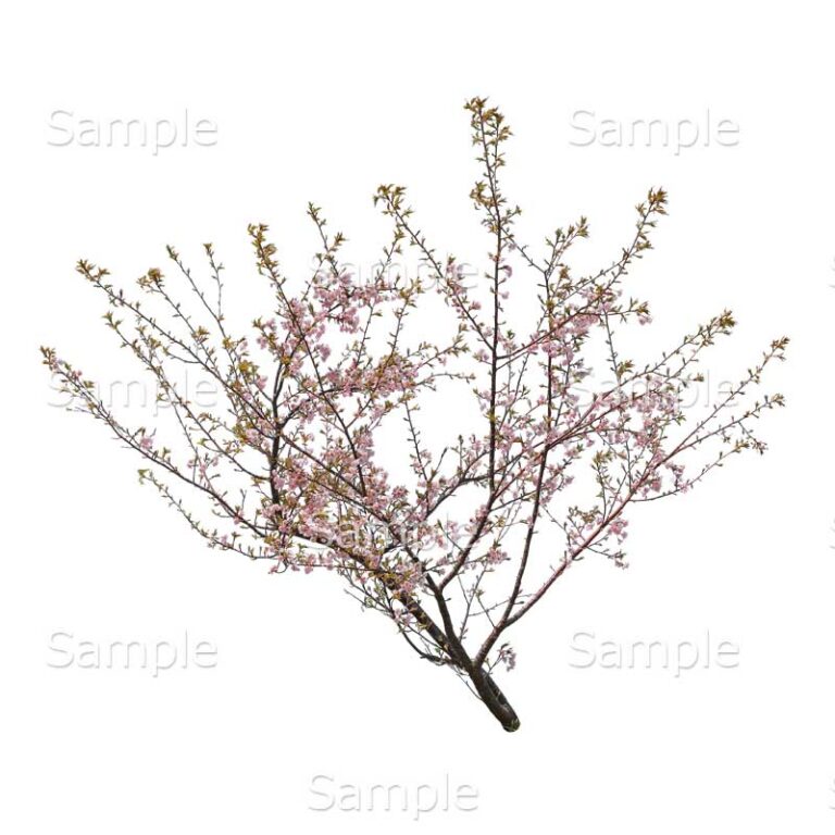 sa194 – sozaiya.com