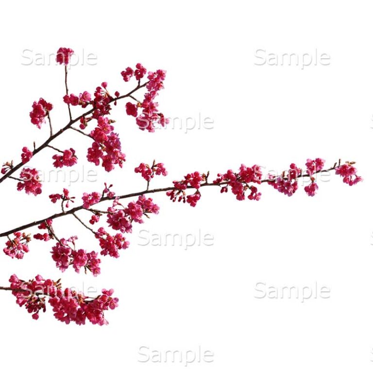 桜素材 – sozaiya.com