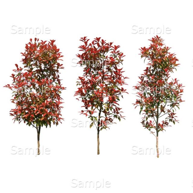 低木素材 – ページ 2 – sozaiya.com