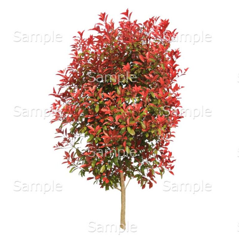 低木素材 – sozaiya.com