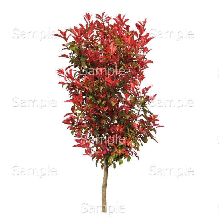 低木素材 – sozaiya.com