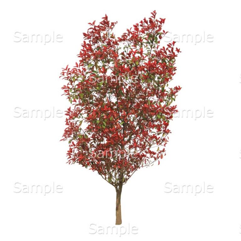 低木素材 – ページ 2 – sozaiya.com