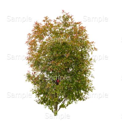 低木素材 – sozaiya.com