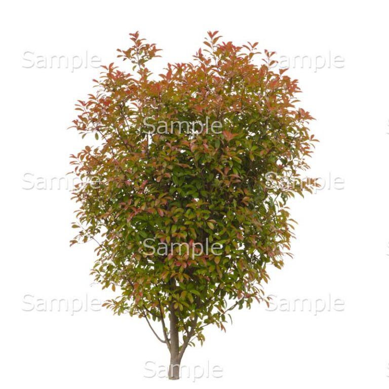 低木素材 – sozaiya.com