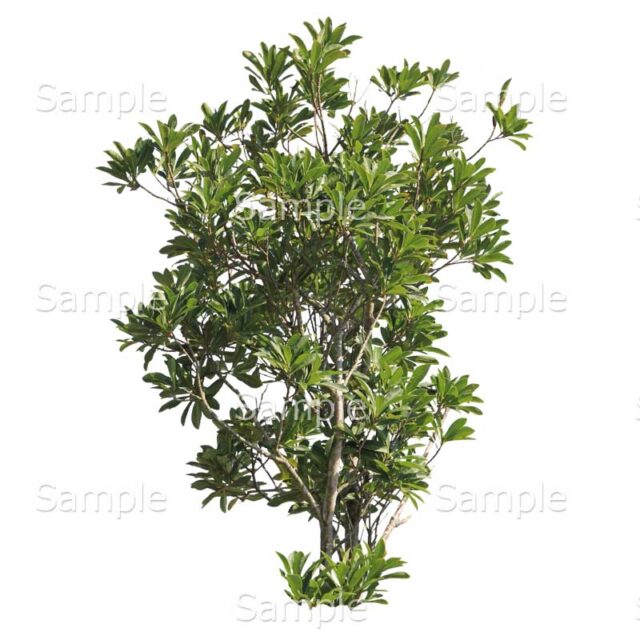 低木素材 – sozaiya.com