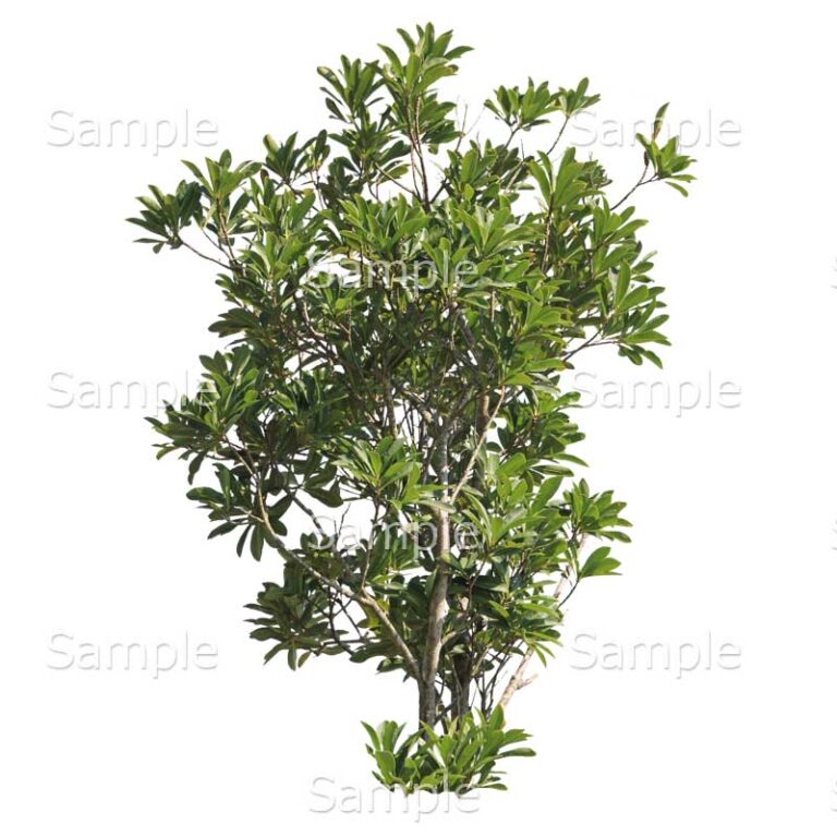 低木素材 – sozaiya.com