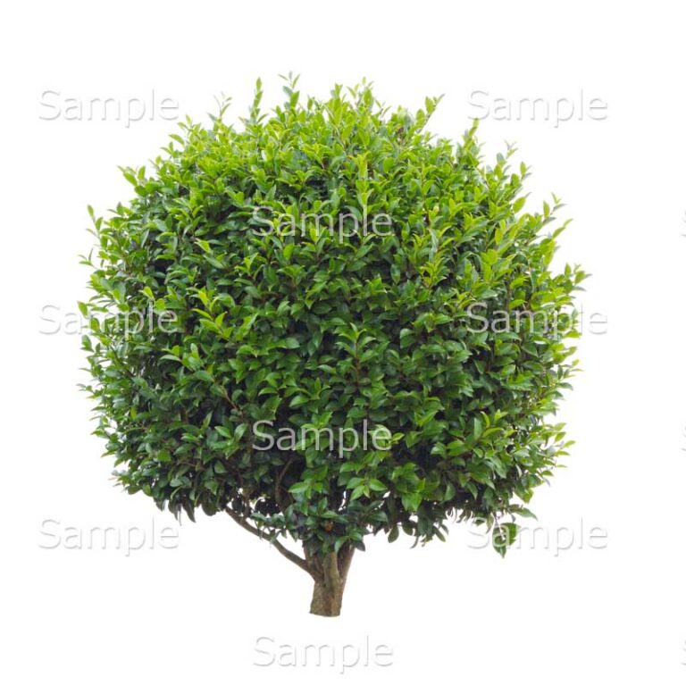 L1002 – sozaiya.com