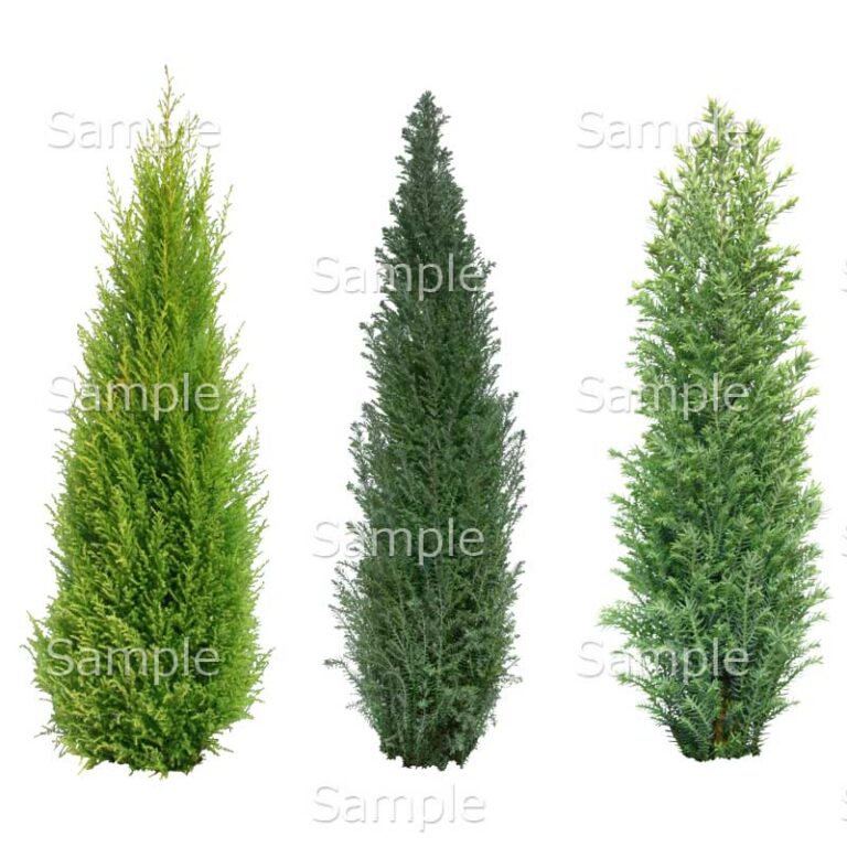 Shrubs material – sozaiya.com