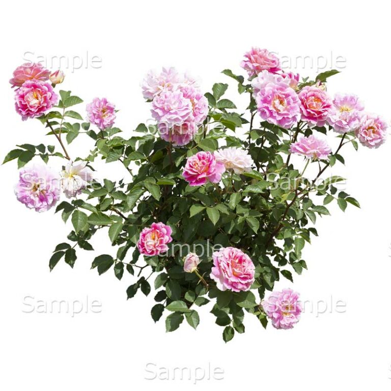 2f171 – sozaiya.com