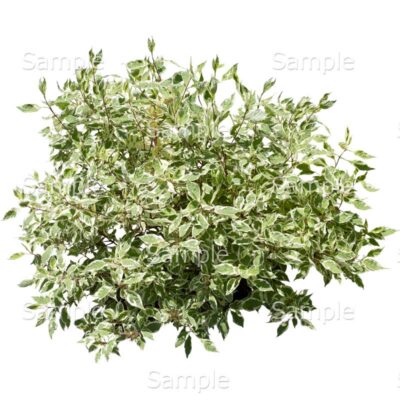 GA_006 – sozaiya.com