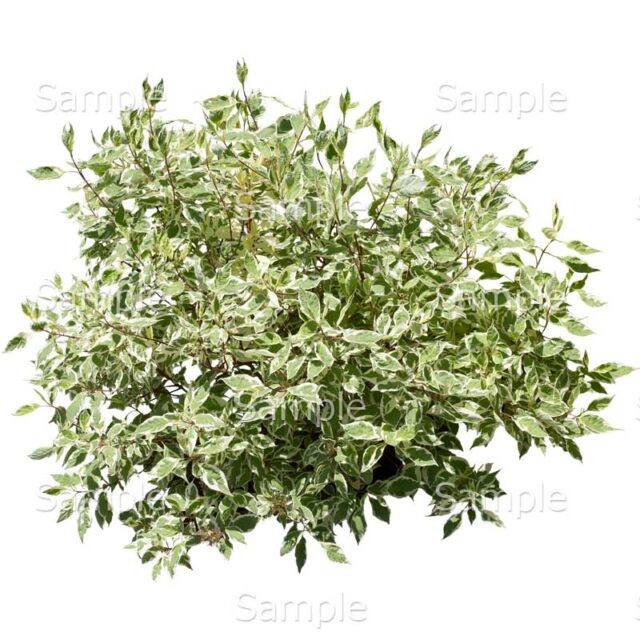 ガーデン – sozaiya.com