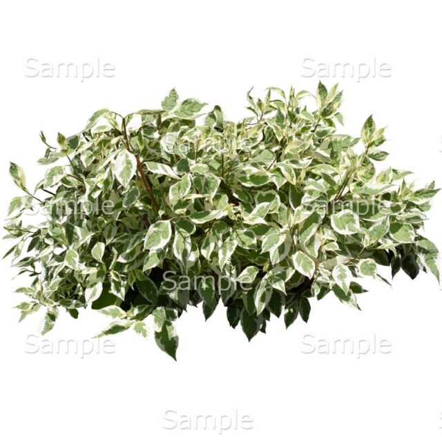 GA_006 – sozaiya.com