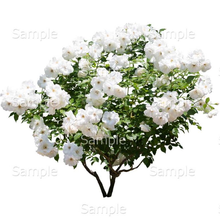 GA_025 – sozaiya.com