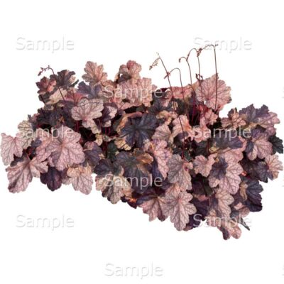 ガーデン – sozaiya.com