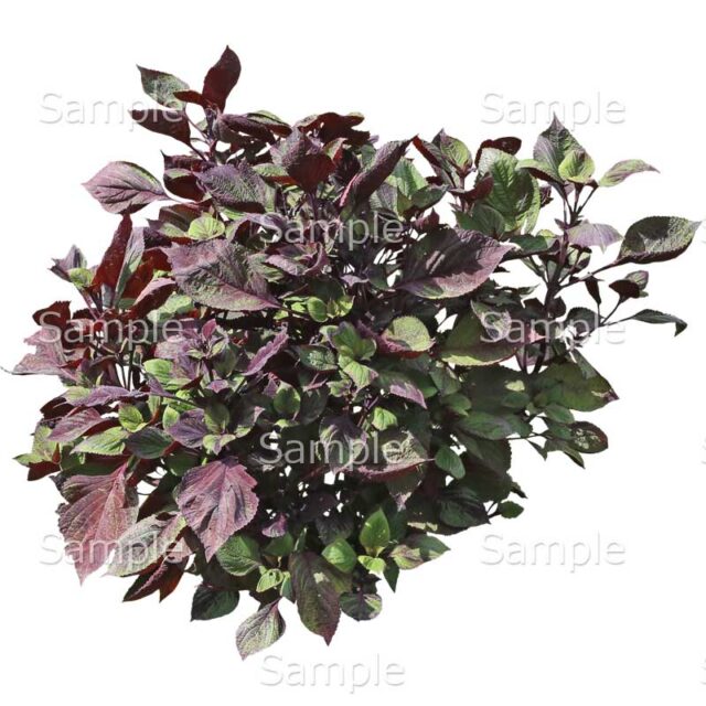 GA_030 – sozaiya.com