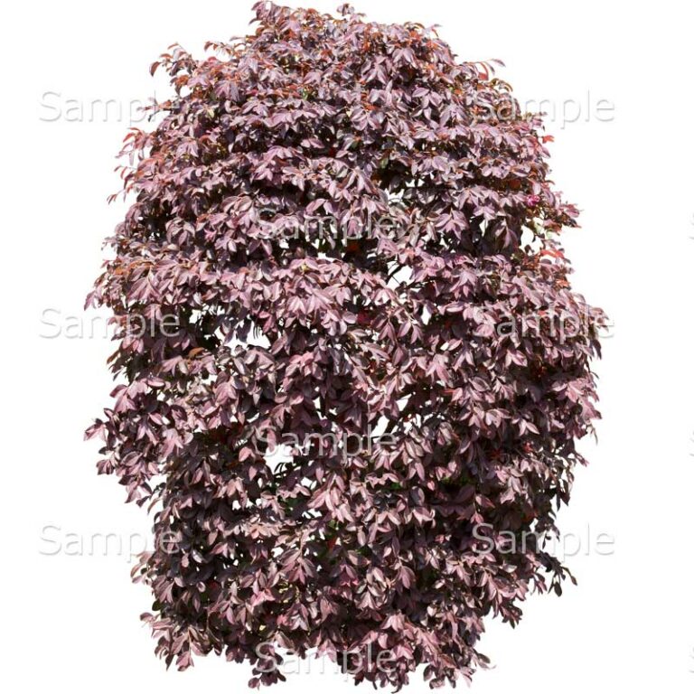 ガーデン – sozaiya.com