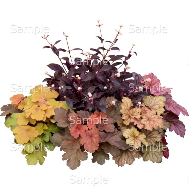 ガーデン – ページ 3 – sozaiya.com