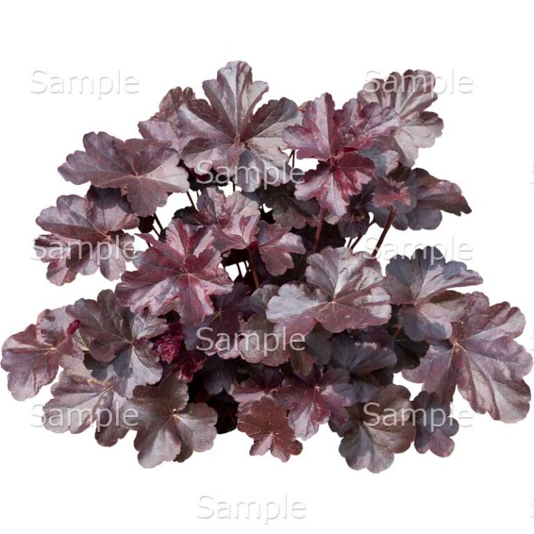 ガーデン – sozaiya.com