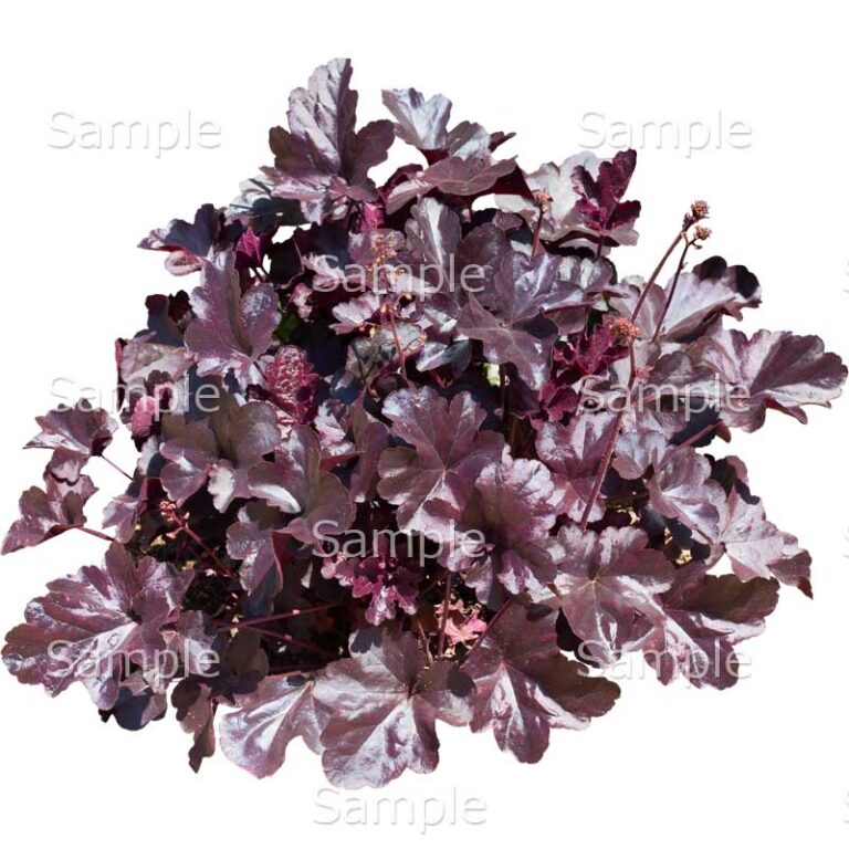 ガーデン – sozaiya.com