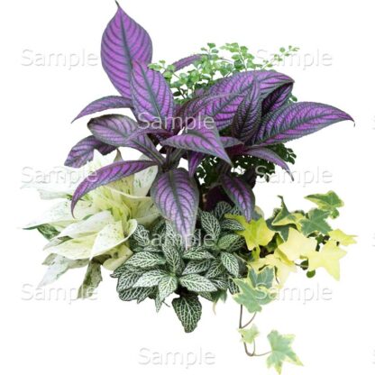 GA_063 – sozaiya.com