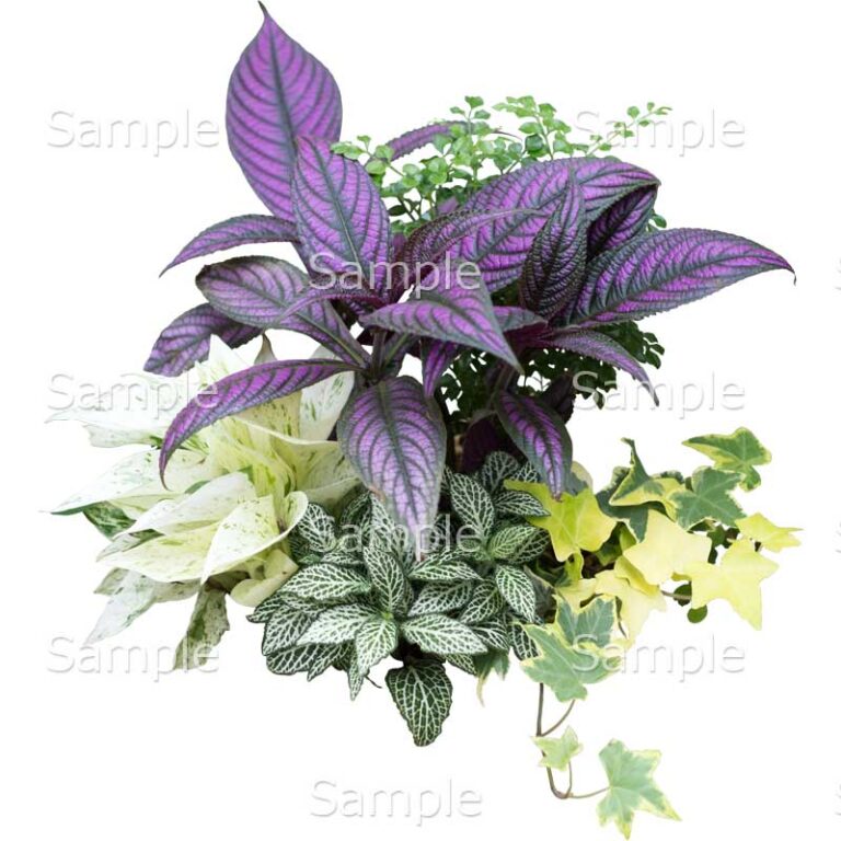 GA_063 – sozaiya.com