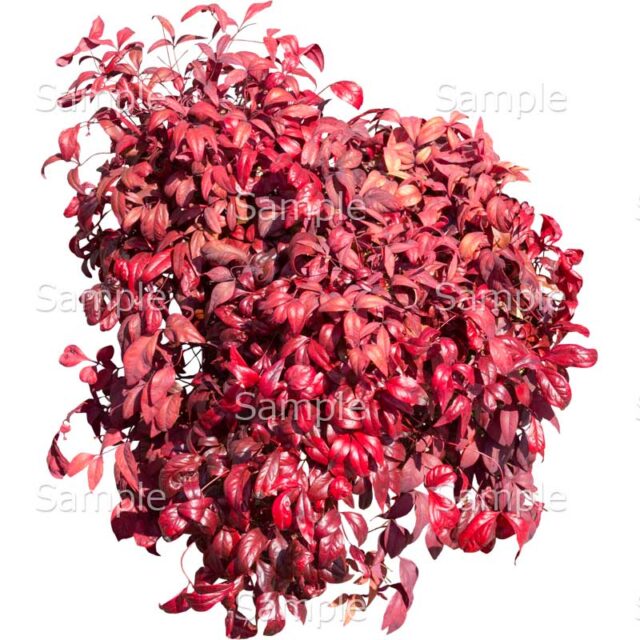 ガーデン – sozaiya.com