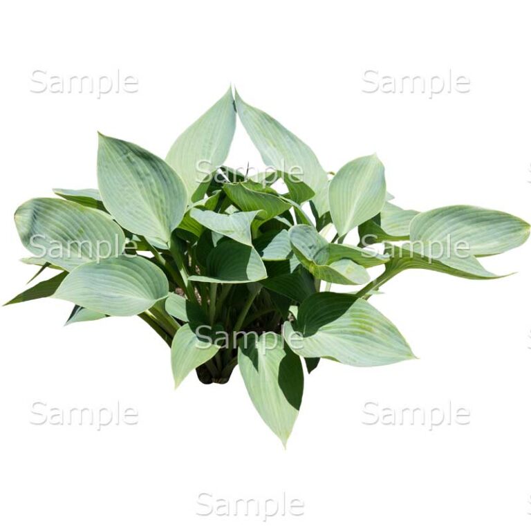 GA_077 – sozaiya.com