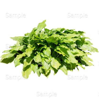 ガーデン – sozaiya.com