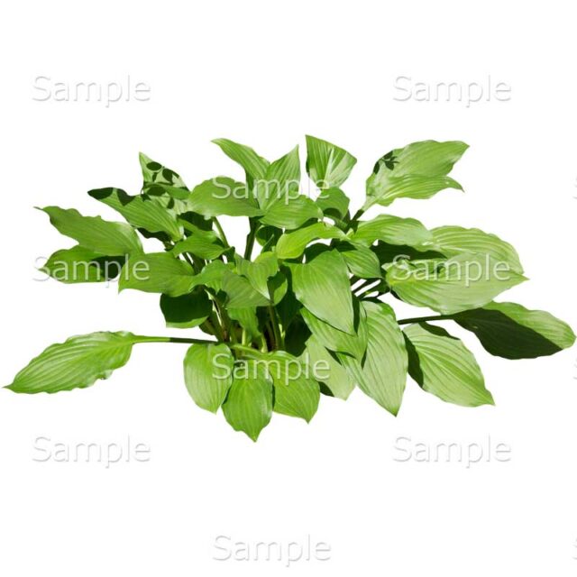 ガーデン – ページ 4 – sozaiya.com