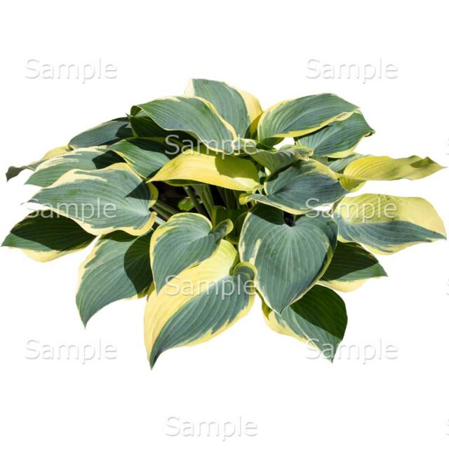 GA_082 – sozaiya.com