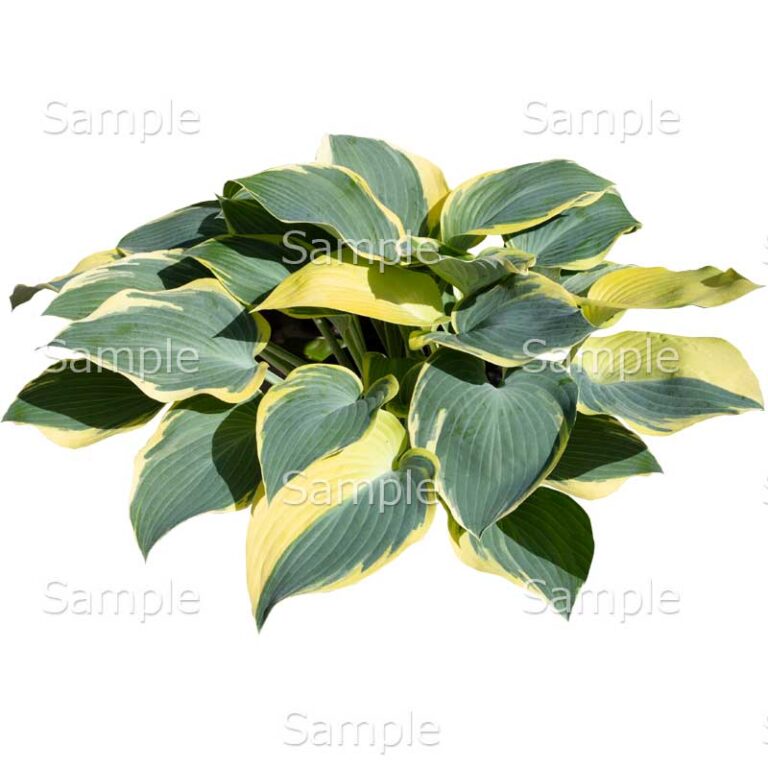 ガーデン – ページ 4 – sozaiya.com