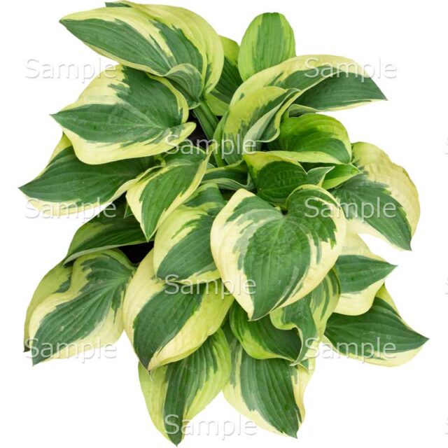 bonhachi_03 – sozaiya.com