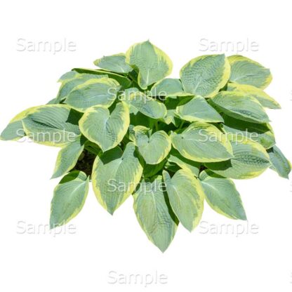 bonhachi_02 – sozaiya.com