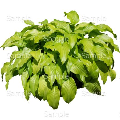 ガーデン – sozaiya.com