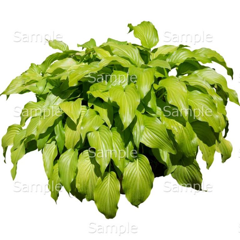 ガーデン – sozaiya.com