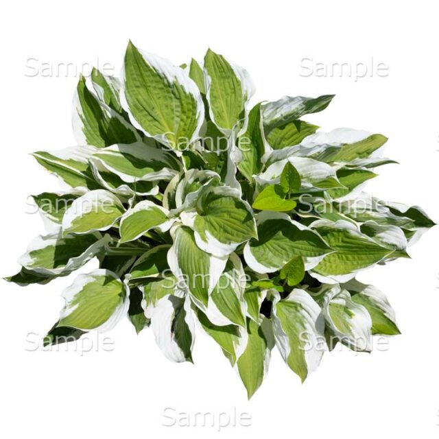 GA_280 – sozaiya.com