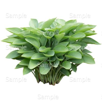 bonhachi_02 – sozaiya.com