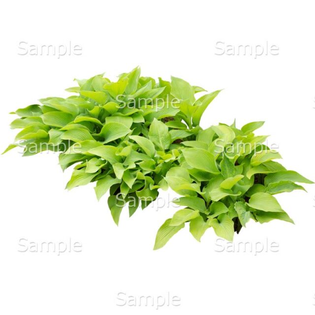 GA_162 – sozaiya.com