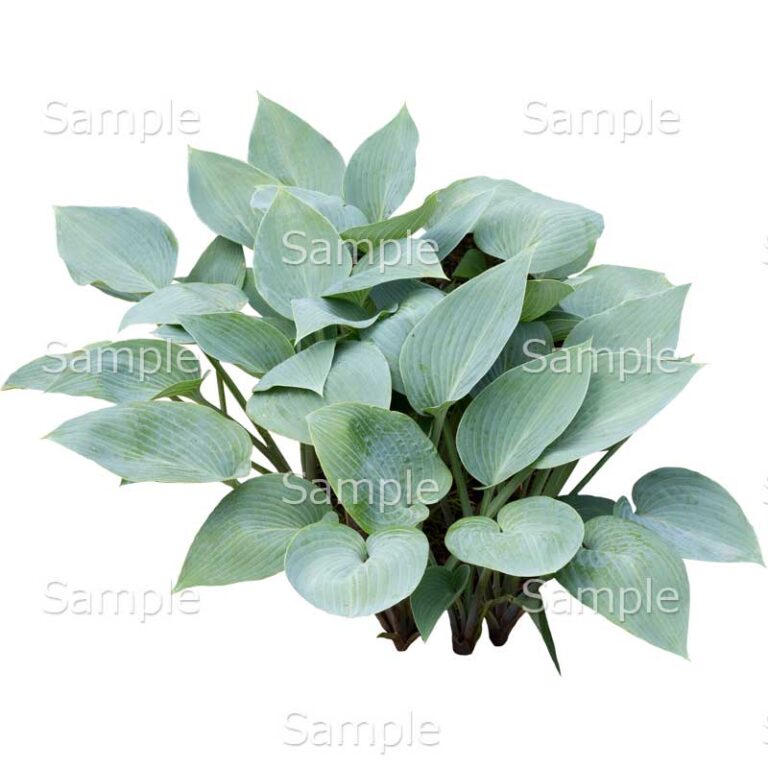 ガーデン – sozaiya.com