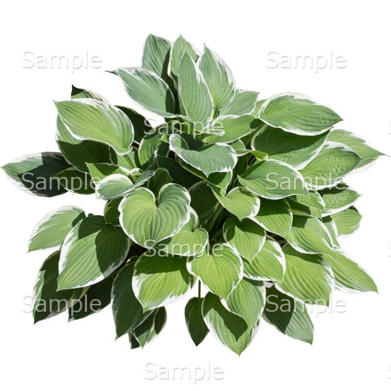 GA_098 – sozaiya.com