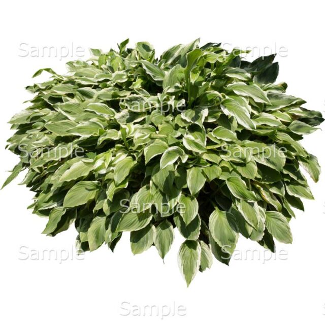 GA_100 – sozaiya.com