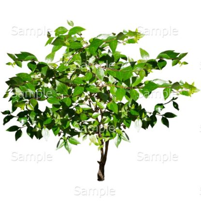 GA_104 – sozaiya.com