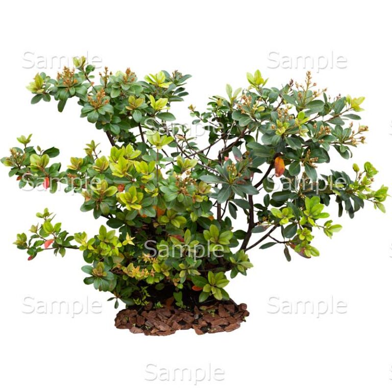 GA_105 – sozaiya.com