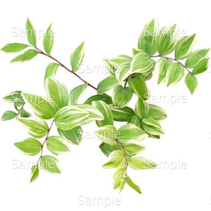 ガーデン – ページ 3 – sozaiya.com