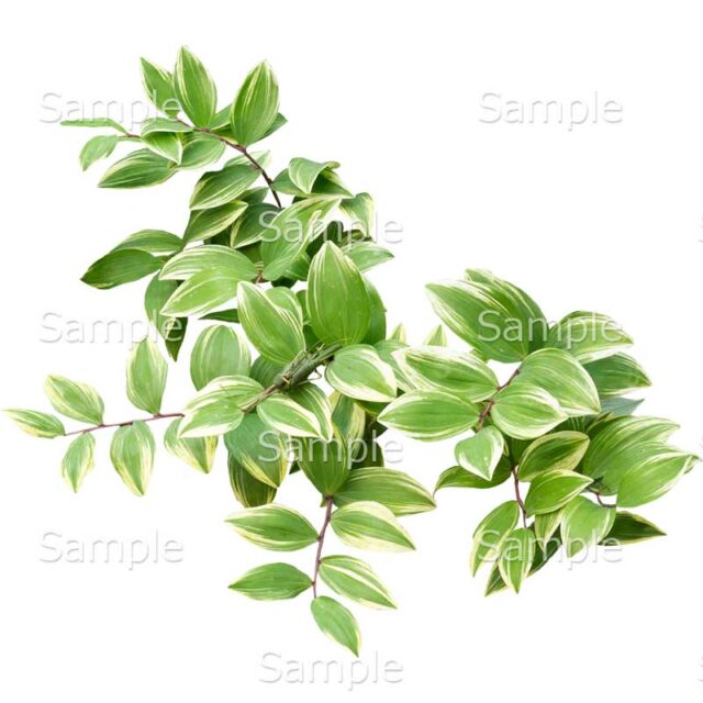 GA_107 – sozaiya.com