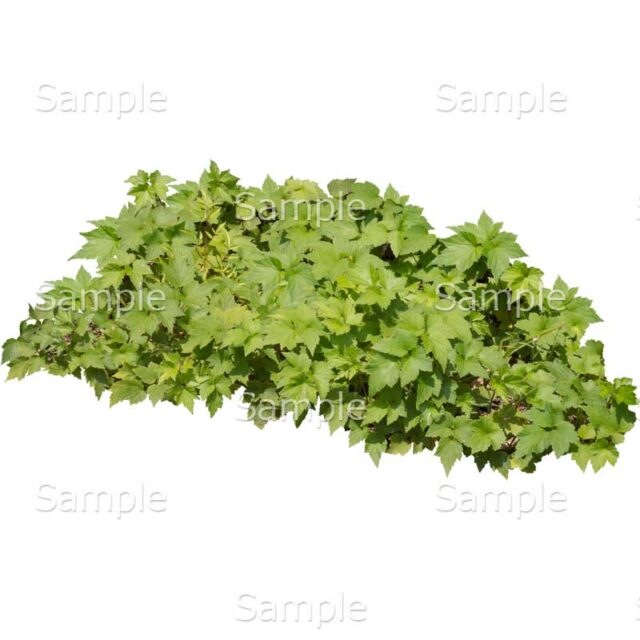 ガーデン – sozaiya.com