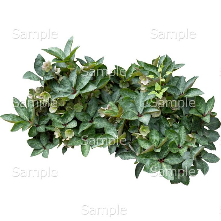 ガーデン – ページ 3 – sozaiya.com