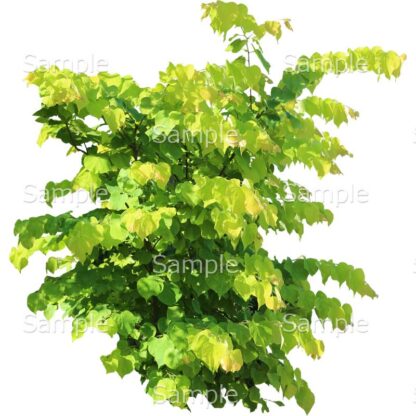 ガーデン – sozaiya.com